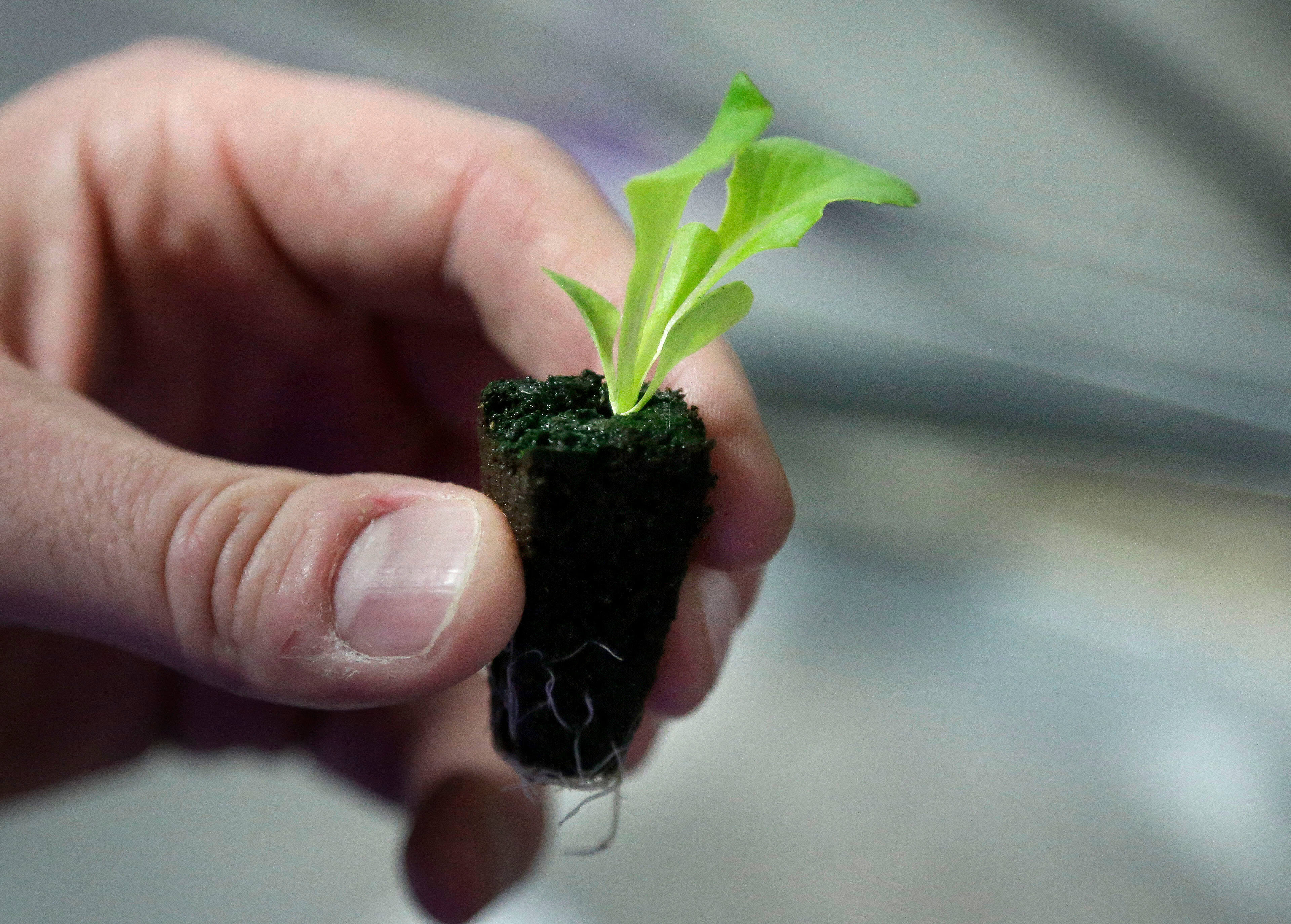 Backyard vegetable gardens are healthy for people and the planet. Here ...