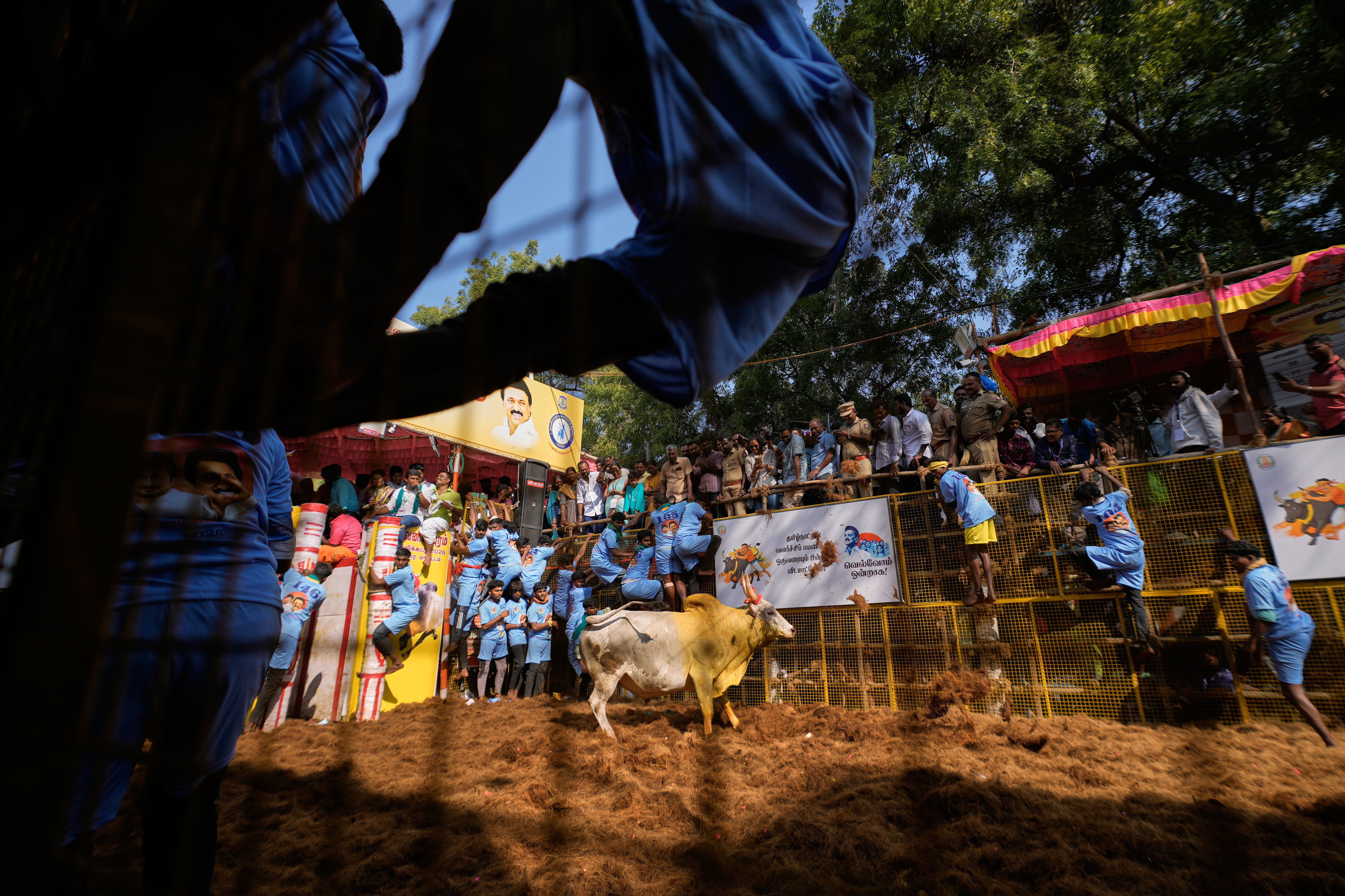 PHOTO ESSAY: Centuries-old bull festival in southern India remains ...