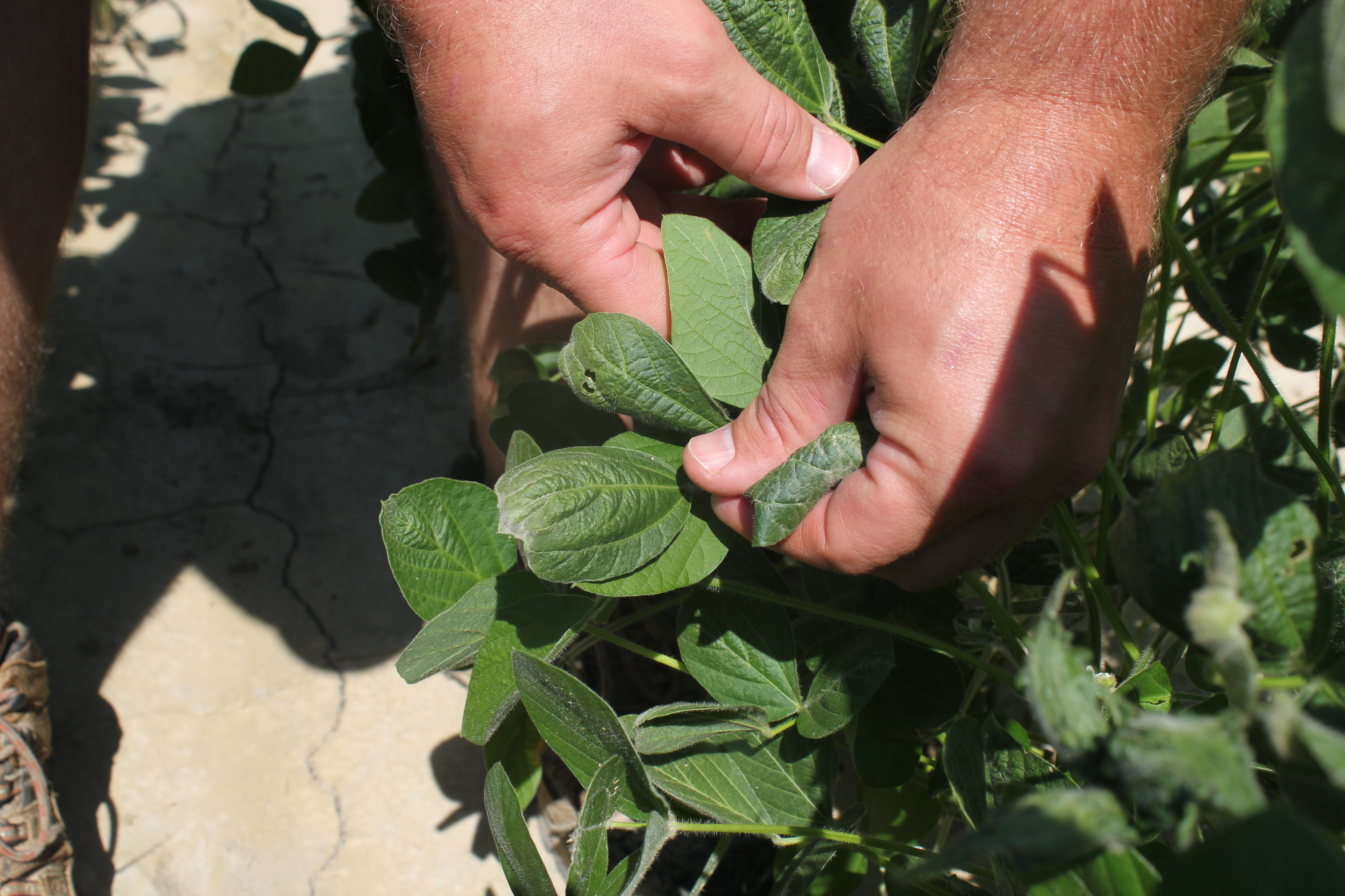 Trump administration approves weed killer dicamba for two common ...