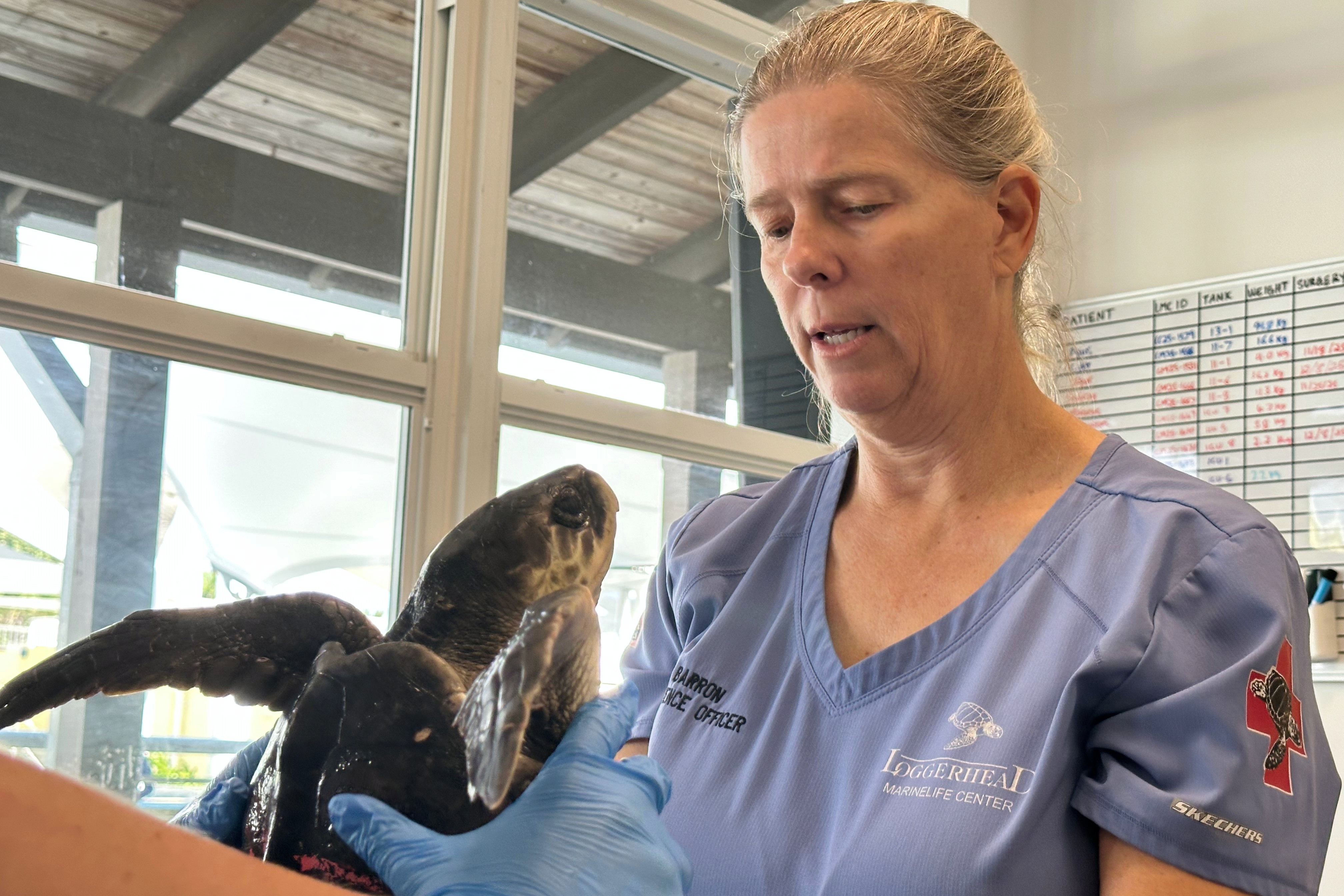 24 endangered sea turtles recovering in Florida after cold stunning off ...