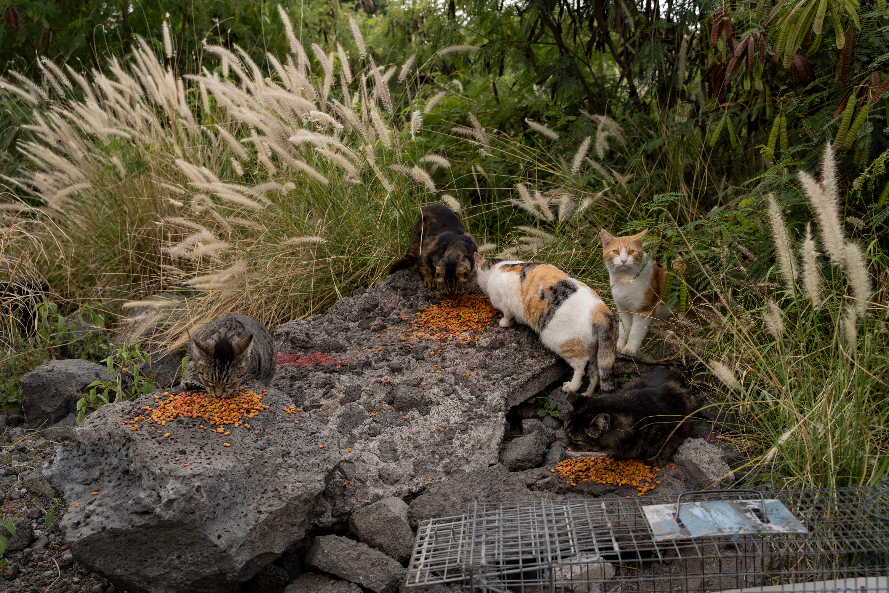 Hawaii's Big Island bans feeding feral cats in an effort to help ...