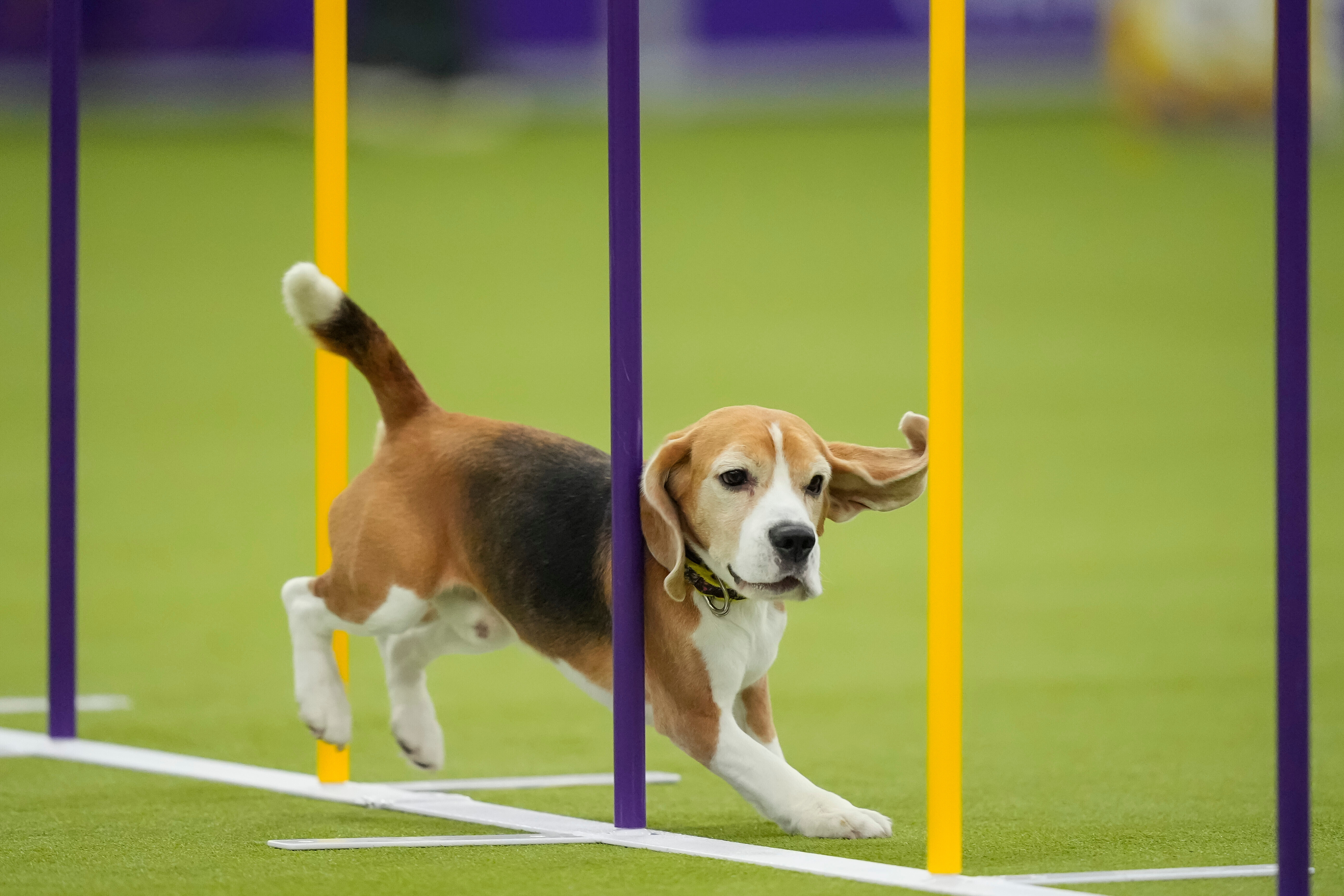 Wowed by the agility dogs at the Westminster show? A winning handler ...