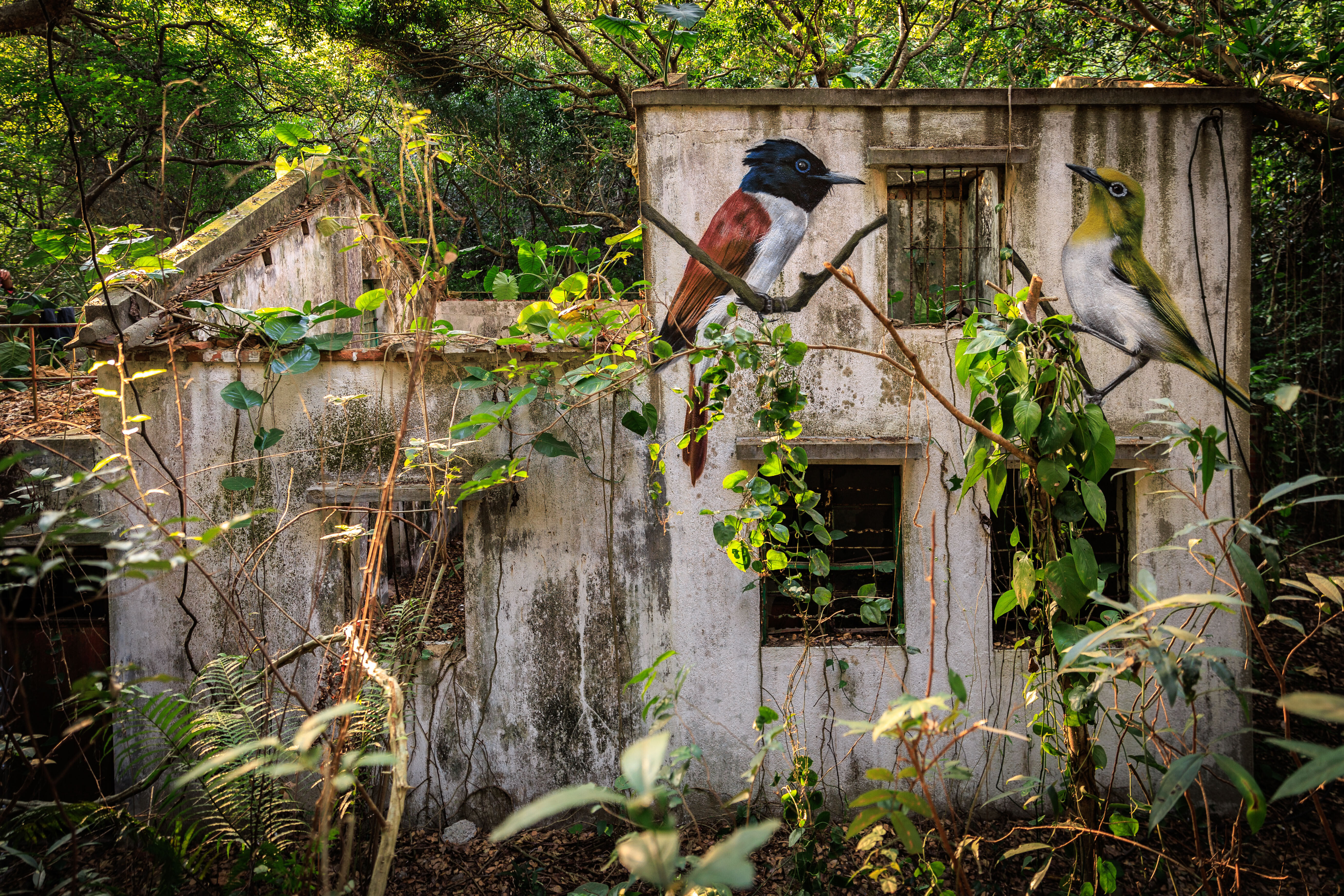 Across the forgotten walls of a Hong Kong island, a flock of bird ...